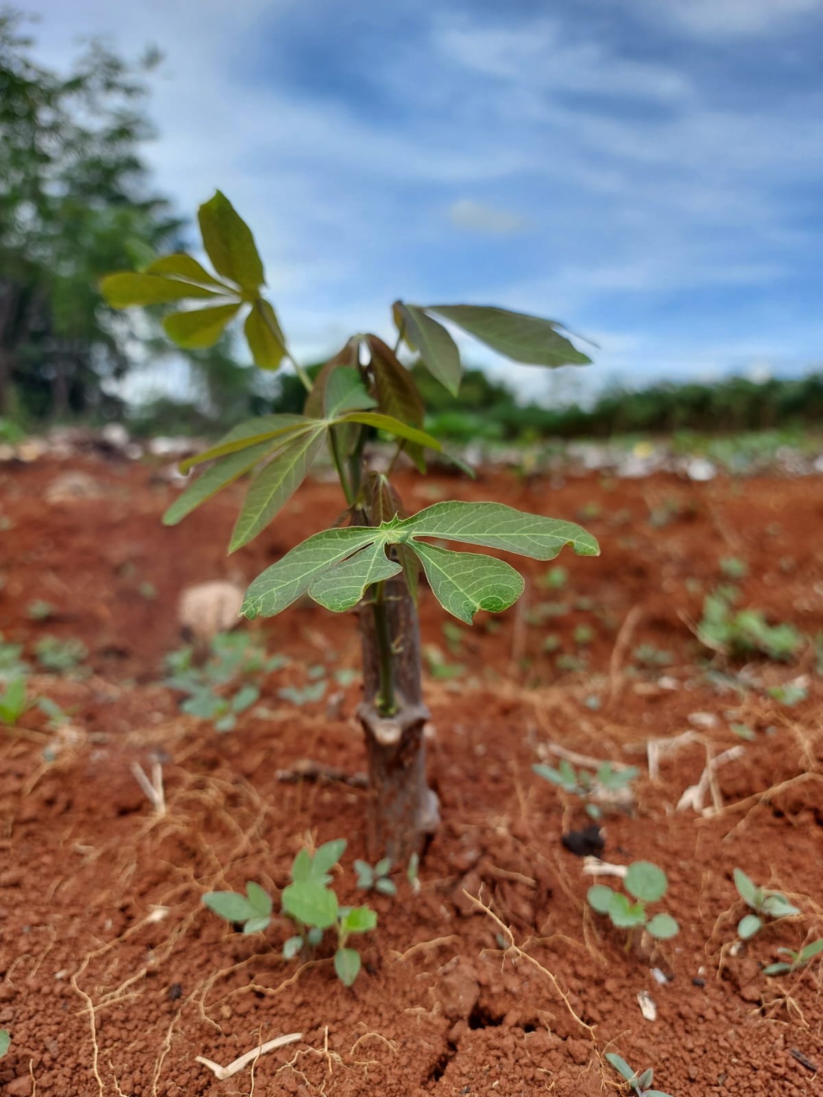 Rawat – GKI Serpong