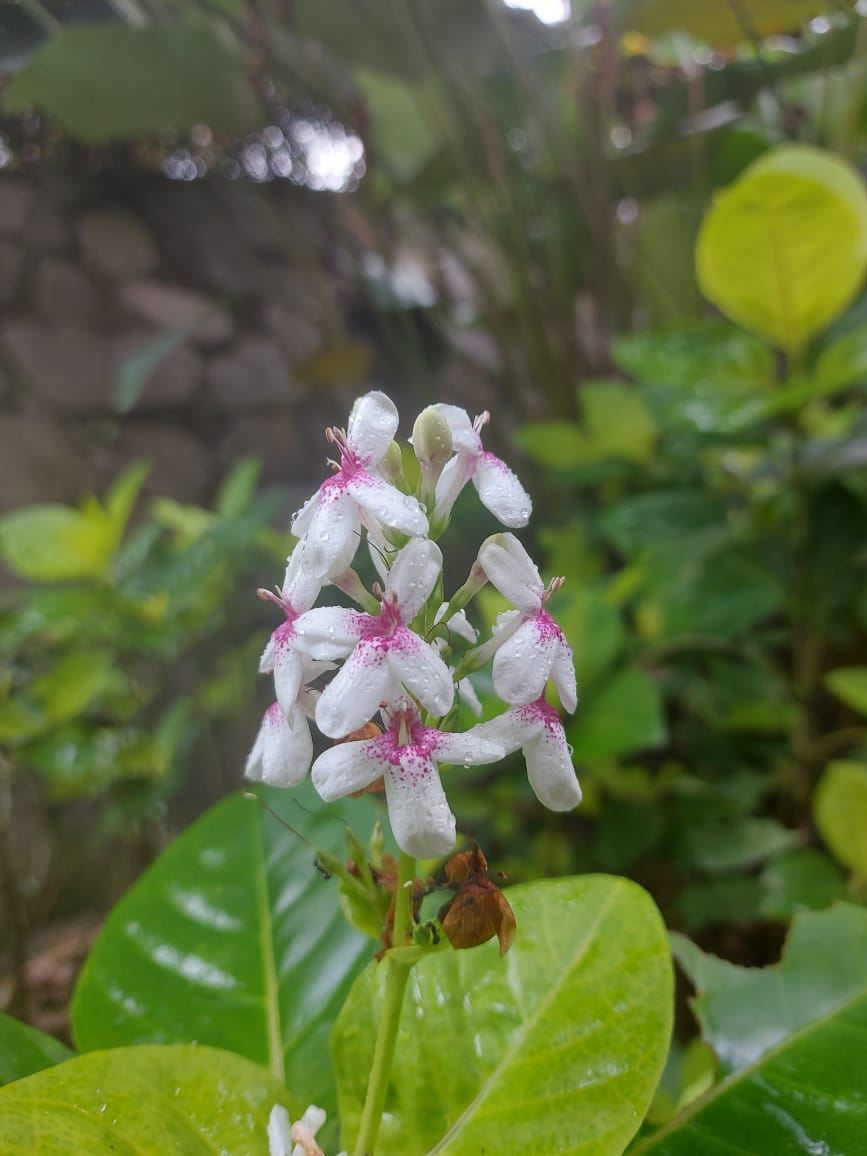 Segar – GKI Serpong